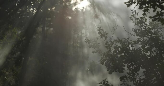 Forest Break Images – Browse 355,280 Stock Photos, Vectors, and Video ...