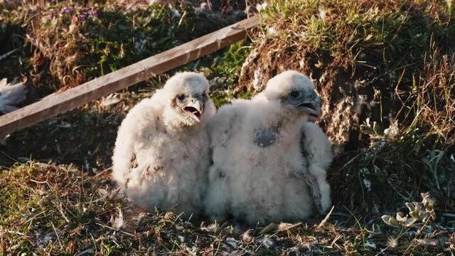 "Hobby Falcon" Images – Browse 71 Stock Photos, Vectors, and Video ...