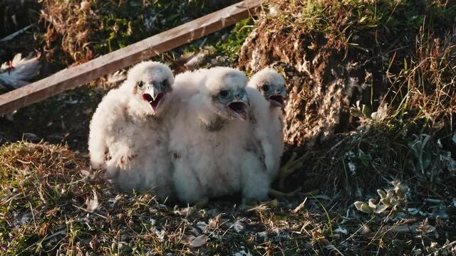 "Hobby Falcon" Images – Browse 71 Stock Photos, Vectors, and Video ...