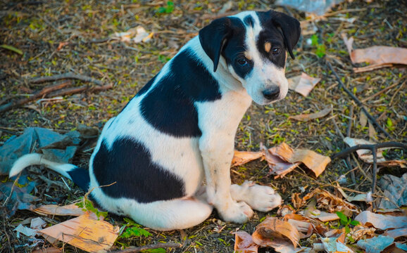 "Indian Dog" Images – Browse 537 Stock Photos, Vectors, and Video ...