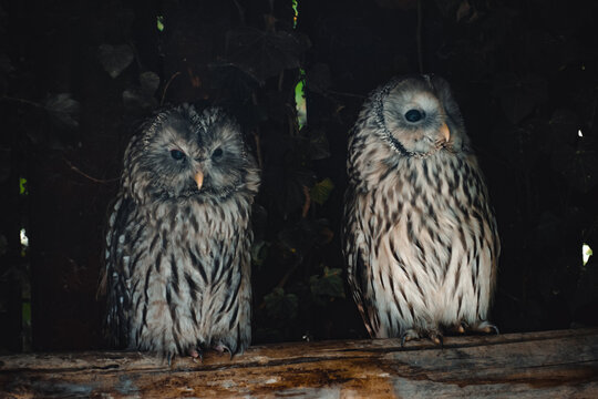 รูปภาพPygmy-Owl – เลือกดูภาพถ่ายสต็อก เวกเตอร์ และวิดีโอ826 | Adobe Stock