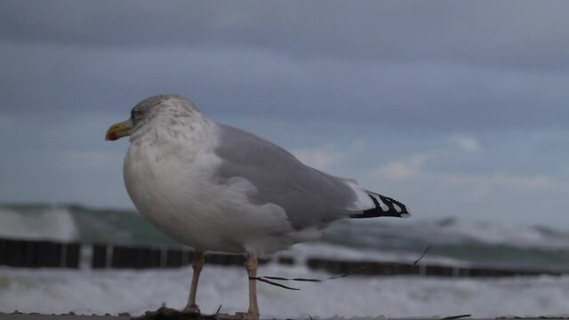 Ostee 이미지 – 찾아보기 275 스톡 사진, 벡터 및 비디오 | Adobe Stock