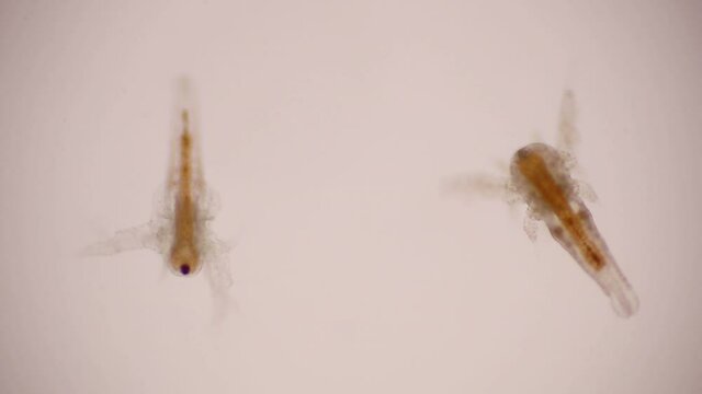 "Brine Shrimp" - Images et vidéos libres de droits | Adobe Stock