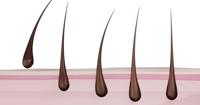 รูปภาพ"Hair Follicle" – เลือกดูภาพถ่ายสต็อก เวกเตอร์ และวิดีโอ4,142 ...
