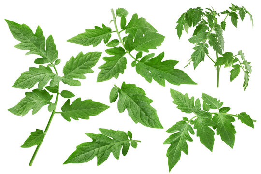 "Tomato Leaf" Images – Parcourir 430 le catalogue de photos, vecteurs ...