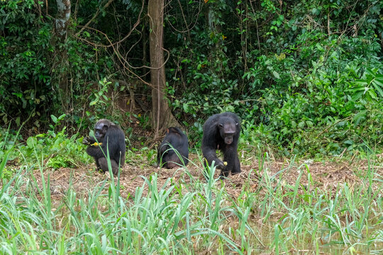 Sivapithecus bilder – Bläddra bland 132 stockfoton, vektorer och videor ...