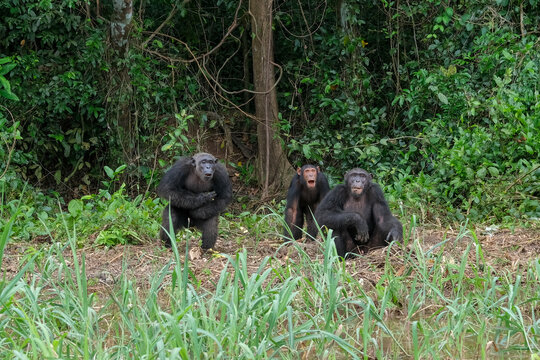 Sivapithecus Bilder – Durchsuchen 133 Archivfotos, Vektorgrafiken und Videos | Adobe Stock