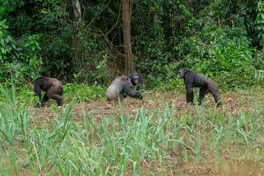 Sivapithecus Bilder – Durchsuchen 133 Archivfotos, Vektorgrafiken und ...