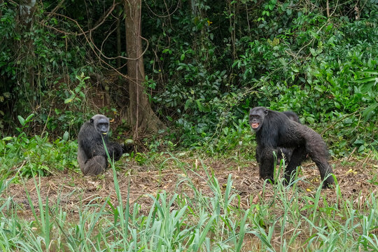 Sivapithecus Bilder – Durchsuchen 133 Archivfotos, Vektorgrafiken und ...