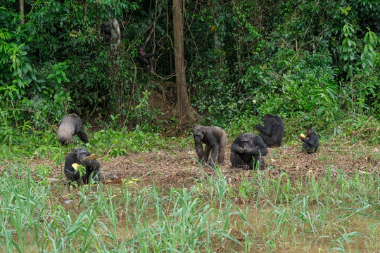 Sivapithecus Bilder – Durchsuchen 133 Archivfotos, Vektorgrafiken und ...