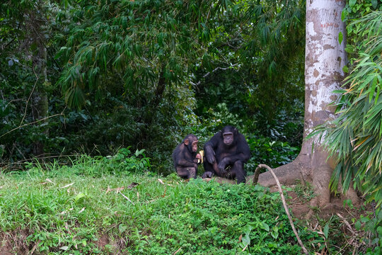 Sivapithecus Bilder – Durchsuchen 133 Archivfotos, Vektorgrafiken und Videos | Adobe Stock