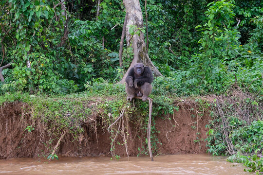 Sivapithecus Bilder – Durchsuchen 133 Archivfotos, Vektorgrafiken und ...
