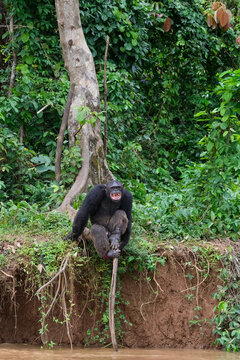 Sivapithecus bilder – Bläddra bland 132 stockfoton, vektorer och videor ...