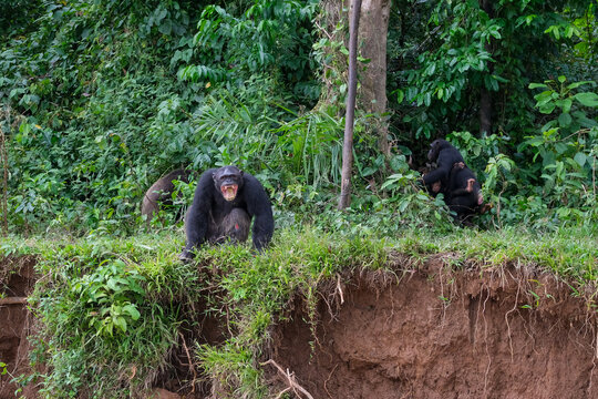 Sivapithecus Bilder – Durchsuchen 133 Archivfotos, Vektorgrafiken und ...