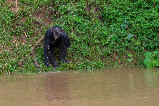 Sivapithecus Bilder – Durchsuchen 133 Archivfotos, Vektorgrafiken und ...