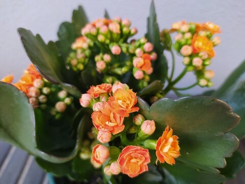 Calancola Bilder – Durchsuchen 19 Archivfotos, Vektorgrafiken und ...