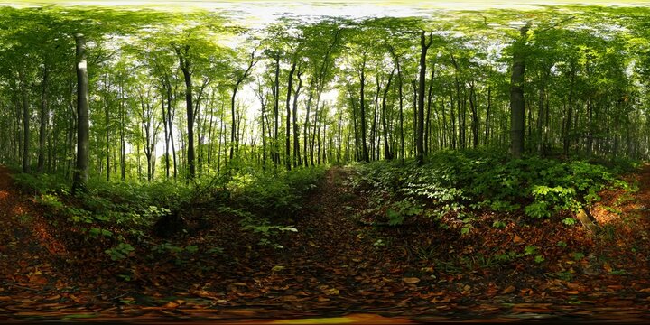 "Old Forest" Images – Browse 2,519 Stock Photos, Vectors, and Video ...