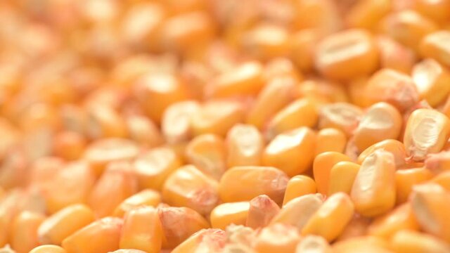 "Shelled Corn" Images – Browse 115 Stock Photos, Vectors, and Video ...