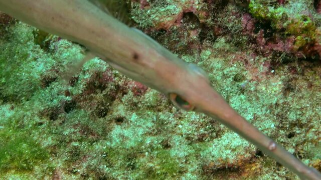Flute Fish