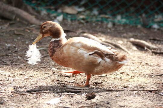 รูปภาพFowl-Run – เลือกดูภาพถ่ายสต็อก เวกเตอร์ และวิดีโอ375 | Adobe Stock