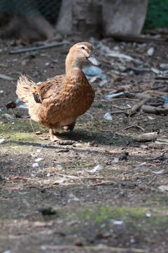 Fowl-Run Images – Browse 373 Stock Photos, Vectors, and Video | Adobe Stock