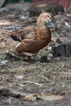 Fowl-Run Images – Browse 292 Stock Photos, Vectors, and Video | Adobe Stock