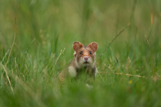 Hamsterbacken Bilder – Durchsuchen 1,634 Archivfotos, Vektorgrafiken ...