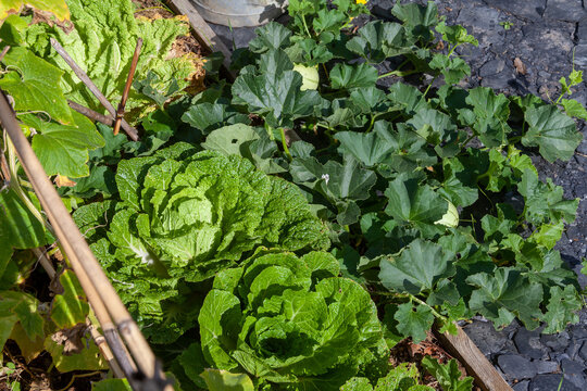 16,957 件の最適な Chinois 画像、ストック写真、ベクター | Adobe Stock