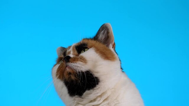 Cat Sideways Images – Browse 4,618 Stock Photos, Vectors, and Video ...