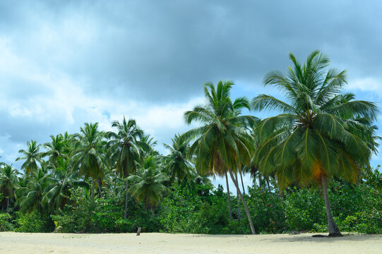 "Tropical Life" Images – Browse 662 Stock Photos, Vectors, and Video ...