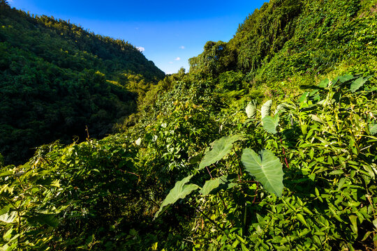 "Green Vegetation" Images – Browse 5,782 Stock Photos, Vectors, and ...