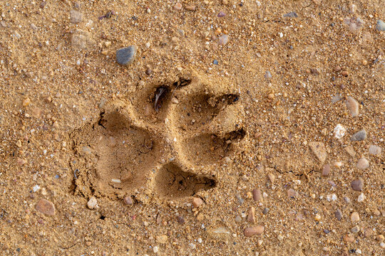 "Dog Footprint" Images – Browse 361 Stock Photos, Vectors, and Video ...