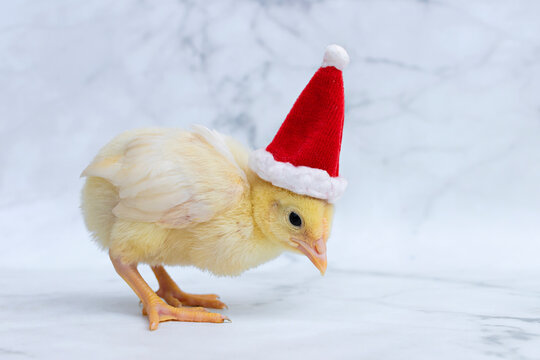 Chicken With Santa Hat