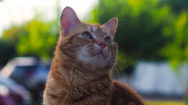 Fouine Images – Browse 139 Stock Photos, Vectors, and Video | Adobe Stock