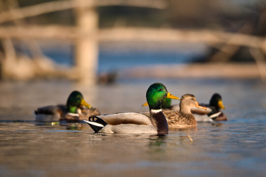 รูปภาพMallards – เลือกดูภาพถ่ายสต็อก เวกเตอร์ และวิดีโอ249,941 | Adobe ...