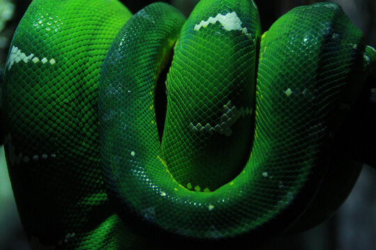 "Python Snake" Bilder – Durchsuchen 3,455 Archivfotos, Vektorgrafiken ...