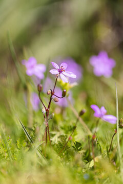 Pinwing 이미지 – 찾아보기 197 스톡 사진, 벡터 및 비디오 | Adobe Stock