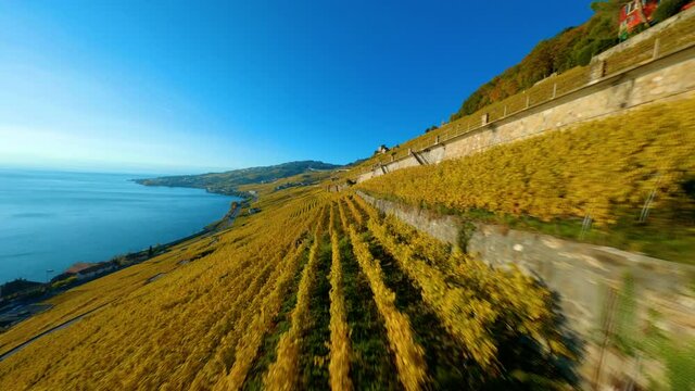 Cully bilder – Bläddra bland 647 stockfoton, vektorer och videor ...