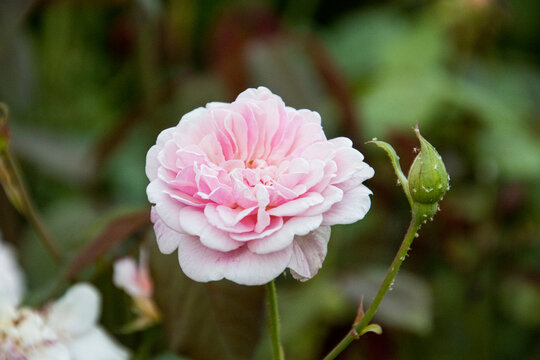 Pinpollo Images – Browse 13 Stock Photos, Vectors, and Video | Adobe Stock