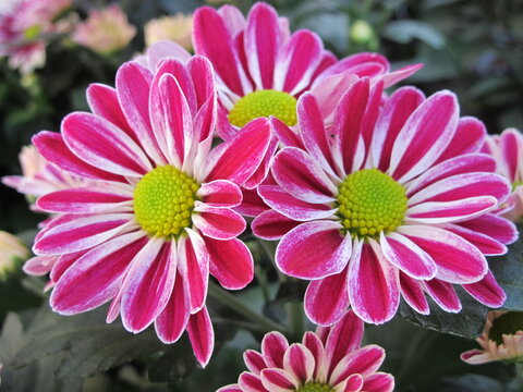 Fiowers Images – Browse 167 Stock Photos, Vectors, and Video | Adobe Stock