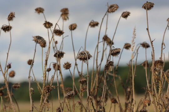 "Dead Flower" Images – Browse 809 Stock Photos, Vectors, and Video ...