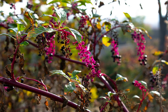 Scoke Bilder – Durchsuchen 2,872 Archivfotos, Vektorgrafiken und Videos ...