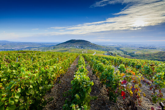 Vignes Bilder – Durchsuchen 19,059 Archivfotos, Vektorgrafiken und ...