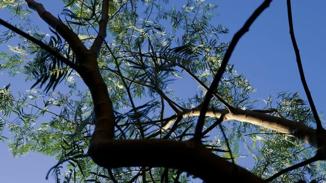 Imágenes de Molle: descubre bancos de fotos, ilustraciones, vectores y ...