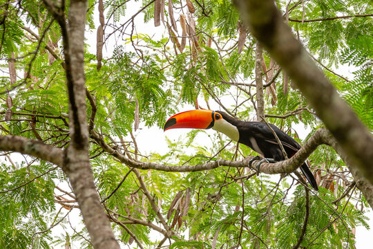 Tropical Rainforest Toco Toucan