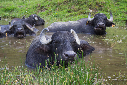 Carabeef Bilder – Durchsuchen 19,216 Archivfotos, Vektorgrafiken und ...