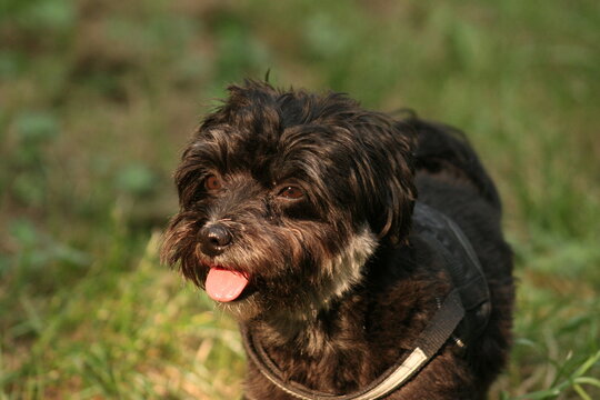 Hava Bilder – Durchsuchen 3,382 Archivfotos, Vektorgrafiken und Videos ...