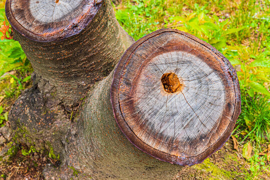 Imágenes de Disecar: descubre bancos de fotos, ilustraciones, vectores ...