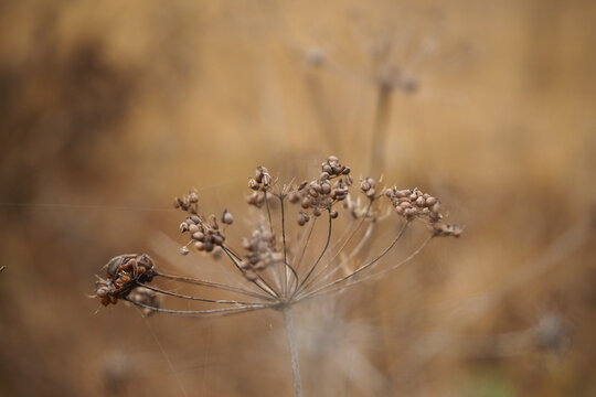 รูปภาพSucha – เลือกดูภาพถ่ายสต็อก เวกเตอร์ และวิดีโอ1,783 | Adobe Stock