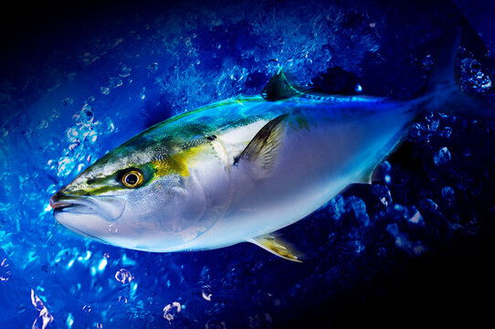 Yellowtail Images – Browse 4,053 Stock Photos, Vectors, and Video ...